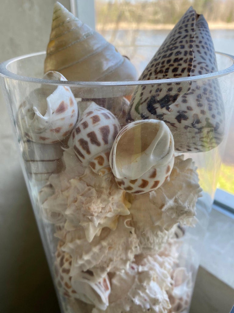 Collection of Sea Shells For Sale at 1stDibs | sea shells for sale