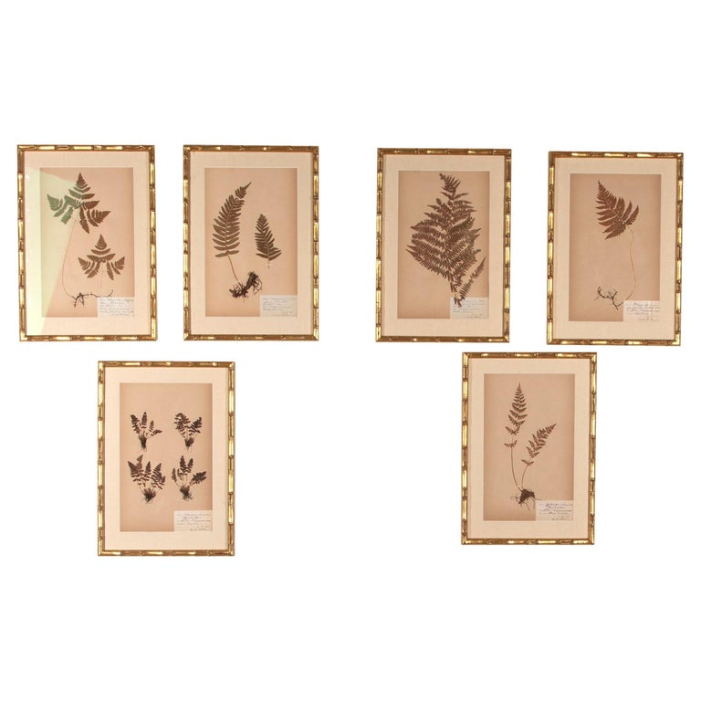 Collection of Six 19th Century Ferns For Sale at 1stDibs