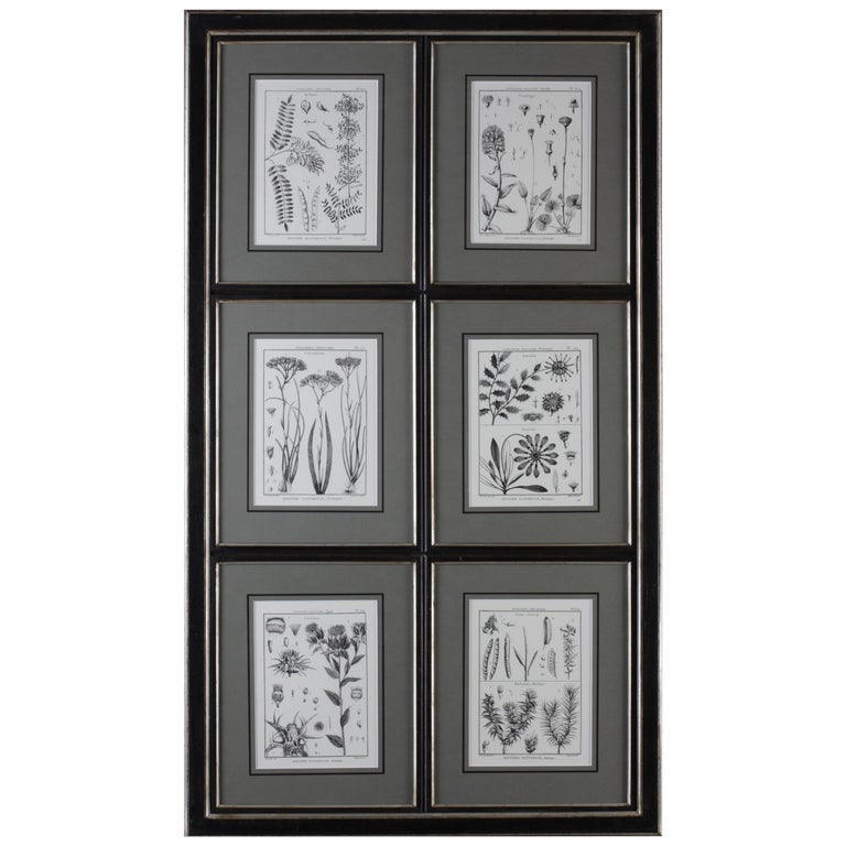 18th Century style Collection of Six Botanical Print with black wooden ...