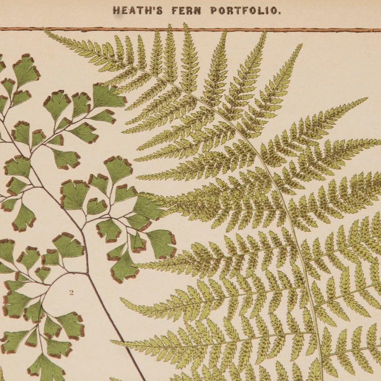 Collection of Six British Ferns at 1stDibs