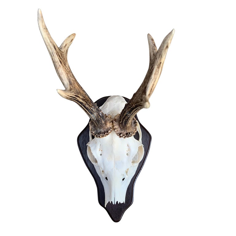 Collection of Ten German Roe Deer Trophy Mounts at 1stDibs