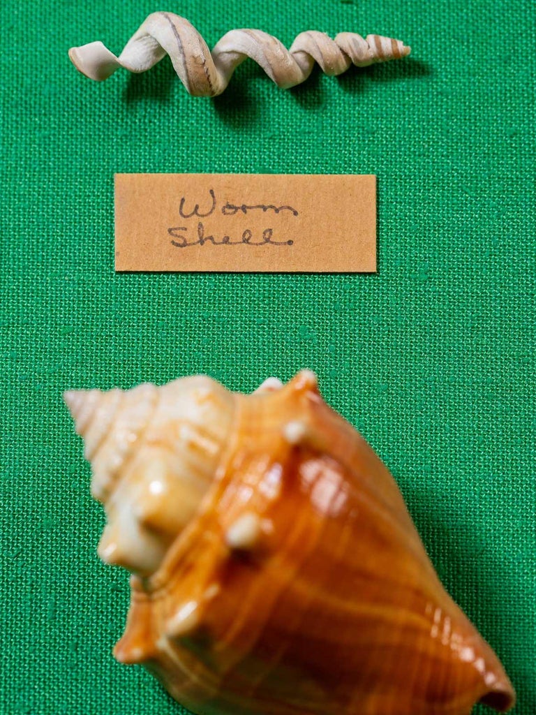 Collection Vintage French Sea Shells Set Eight, circa 1960 For Sale at ...