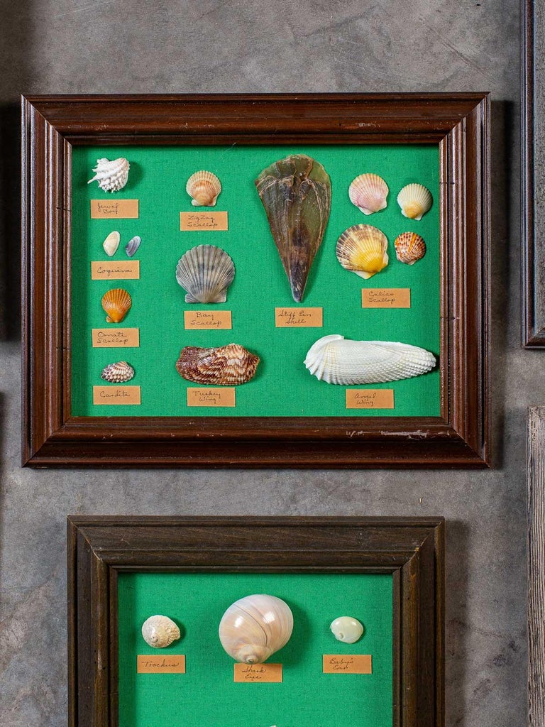 Collection Vintage French Sea Shells Set Eight, circa 1960 For Sale at ...