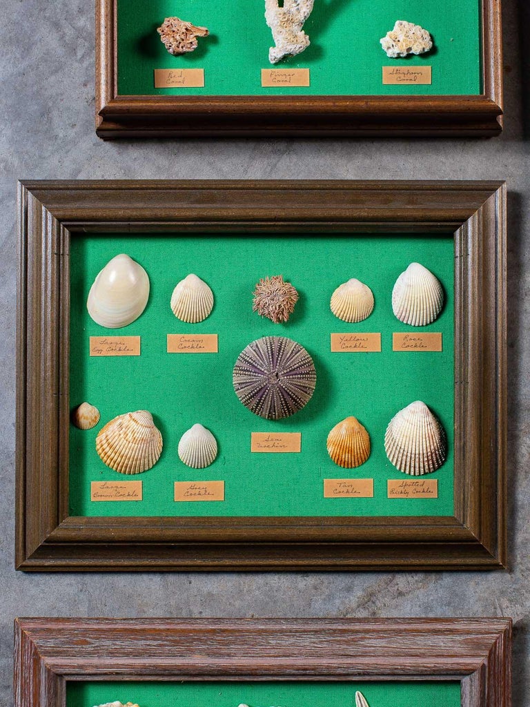Collection Vintage French Sea Shells Set Eight, circa 1960 For Sale at ...