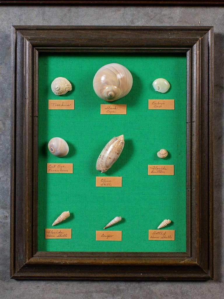 Collection Vintage French Sea Shells Set Eight, circa 1960 For Sale at ...