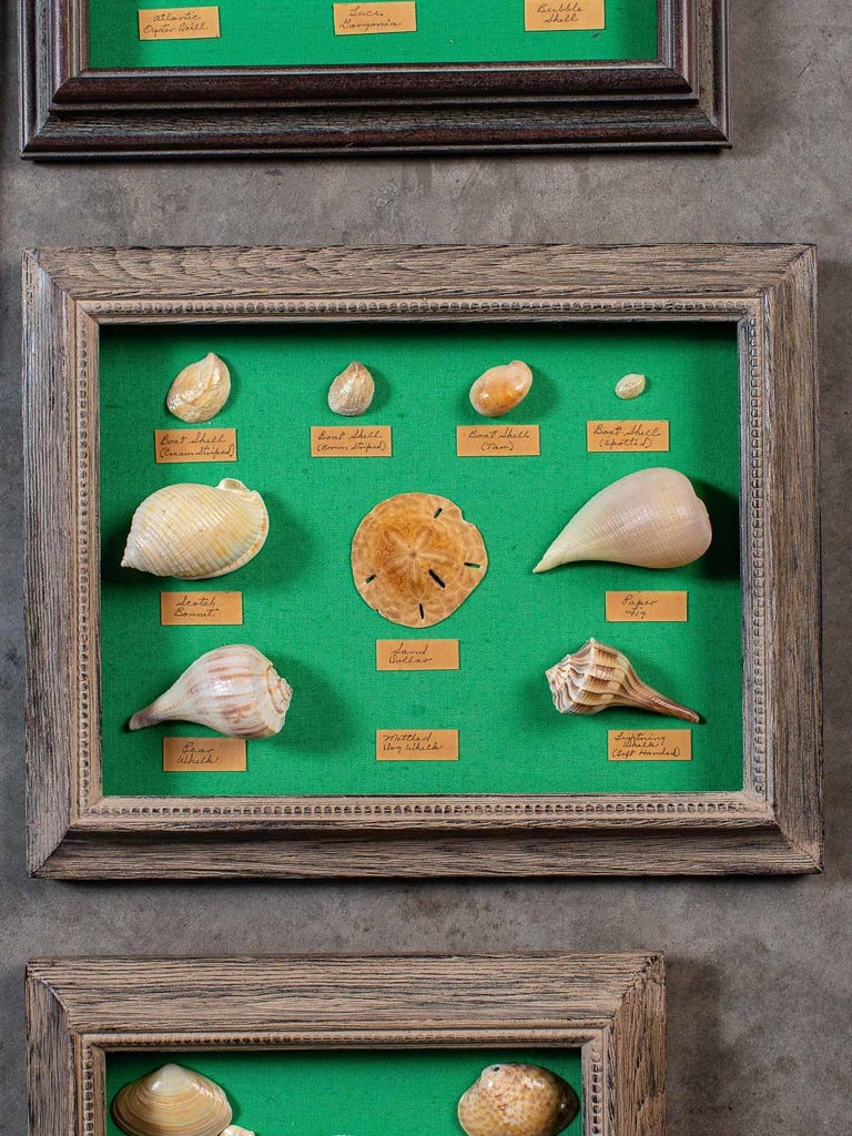 Collection Vintage French Sea Shells Set Eight, circa 1960 For Sale at ...