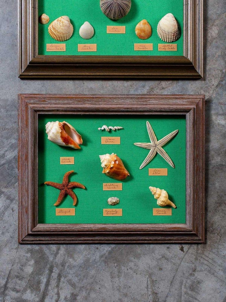 Collection Vintage French Sea Shells Set Eight, circa 1960 For Sale at ...