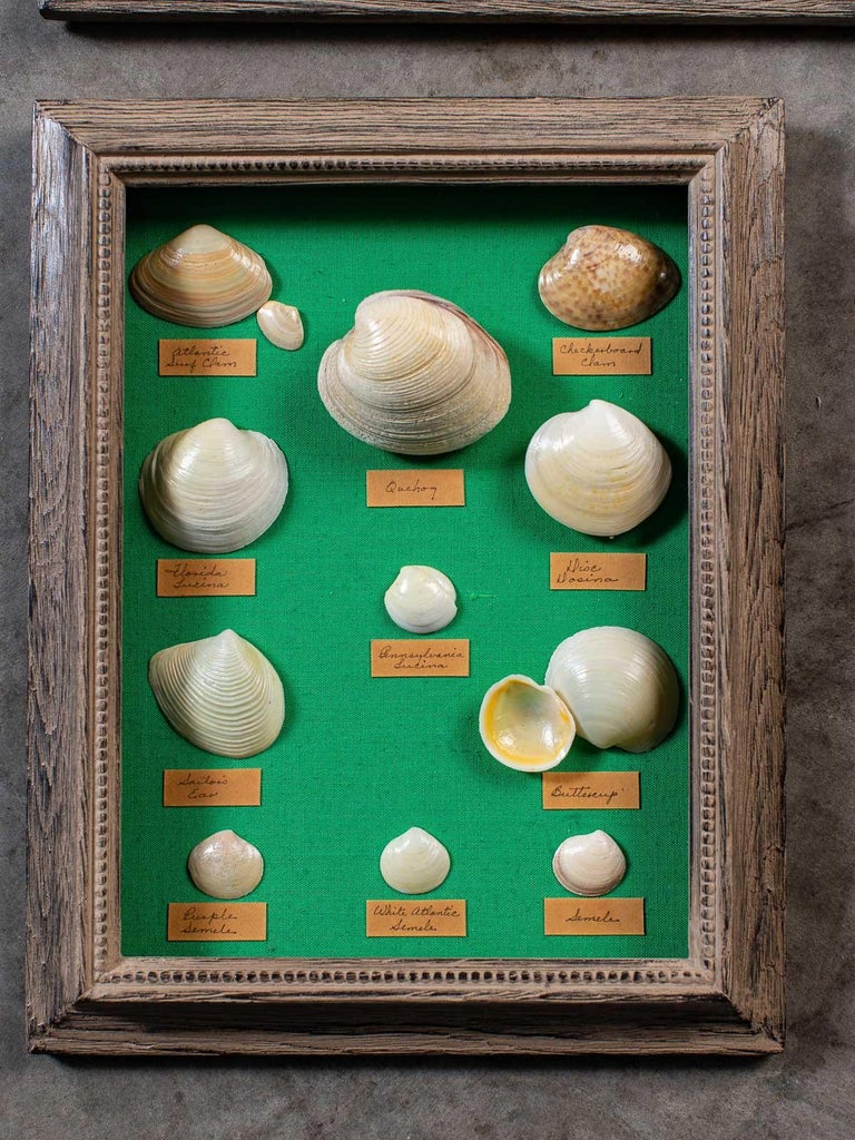 Collection Vintage French Sea Shells Set Eight, circa 1960 For Sale at ...