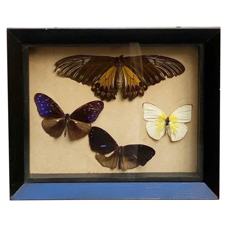 Collections of Brazilian Royal Butterflies in Taxidermy from the 60s at ...
