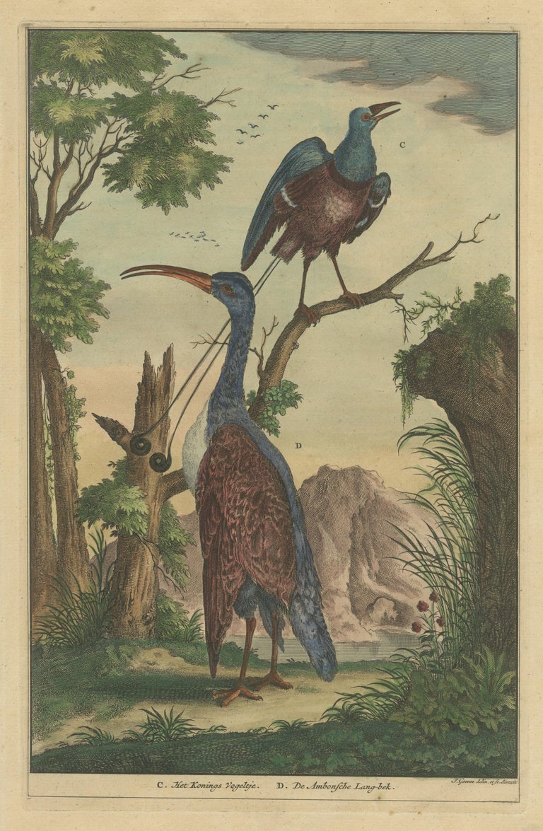 Colored Antique Print of a Bird of Paradise and other Bird native to ...