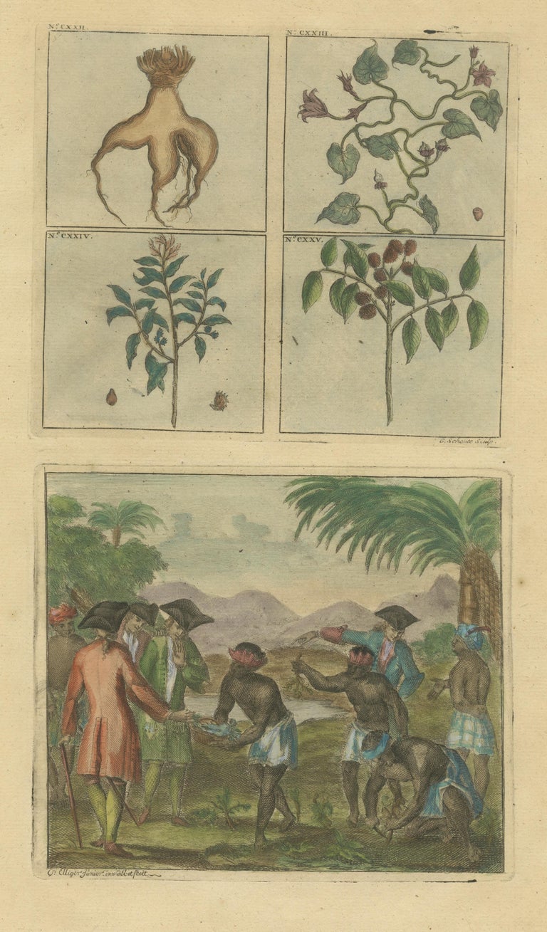 Colored Antique Print of Plants, Trees and Indonesian Natives with VOC ...