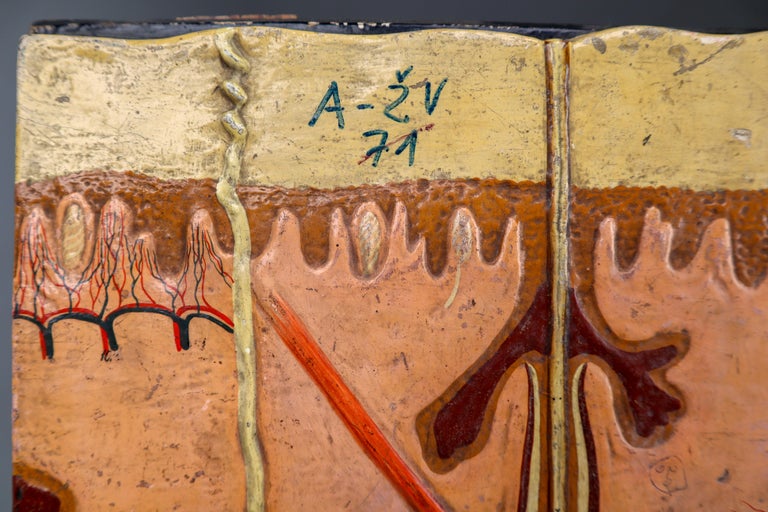 Colorful Anatomical Teaching Model Wood and Plaster on Metal Base, CZ ...
