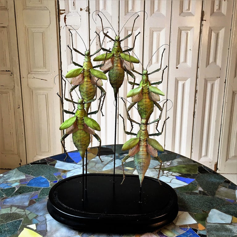 Colorful Insects Under Antique Glass Dome For Sale at 1stDibs