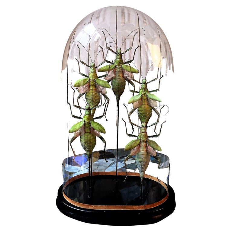 Colorful Insects Under Antique Glass Dome For Sale at 1stDibs