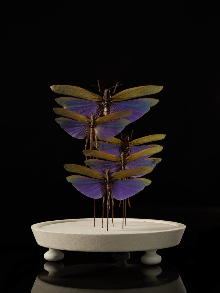 Colorful Insect Composition in Czech Mouth Blown Glass Globe For Sale ...