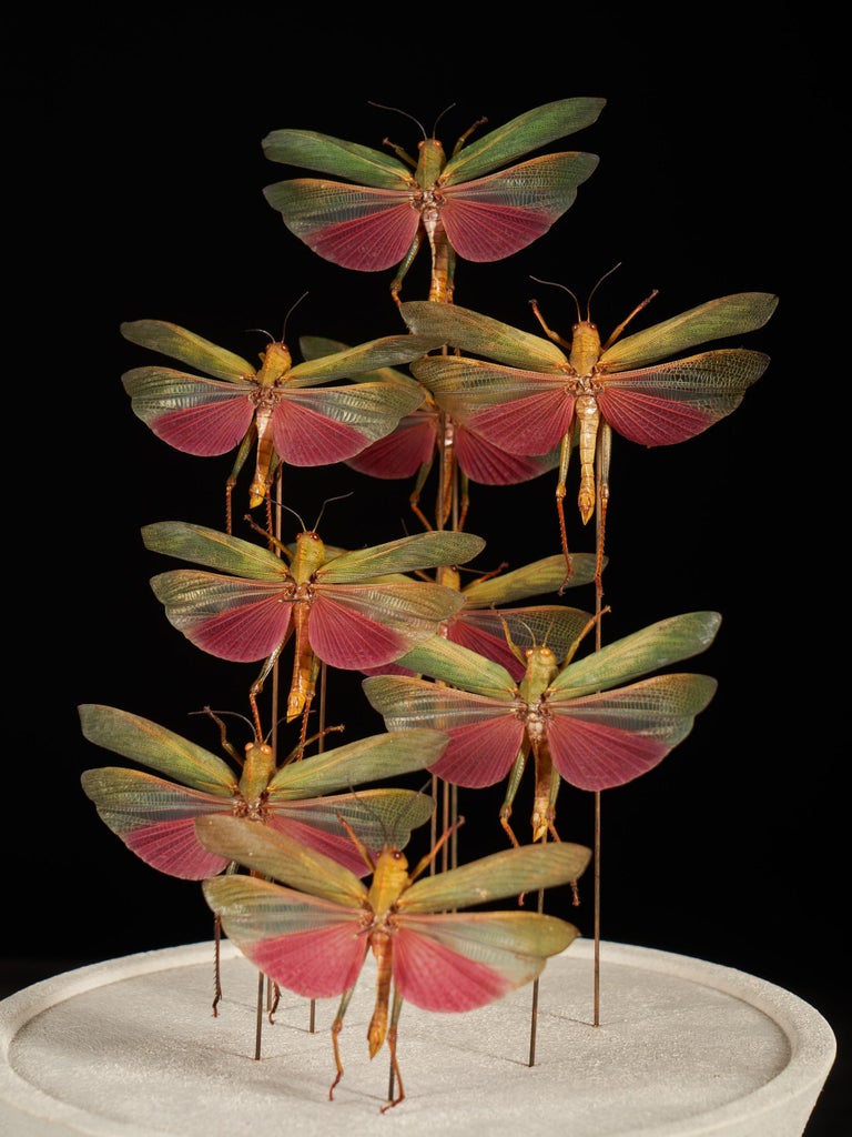 Colourful Insect Composition in Czech Mouth Blown Glass Globe For Sale ...