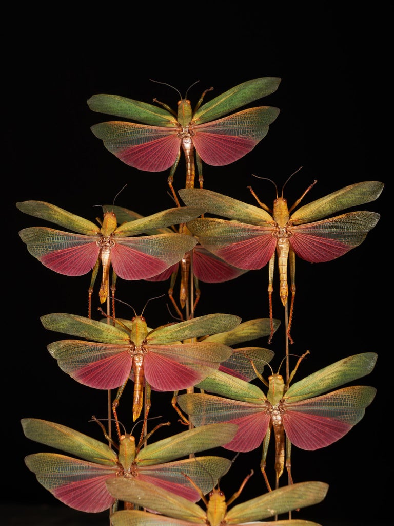 Colourful Insect Composition in Czech Mouth Blown Glass Globe For Sale ...