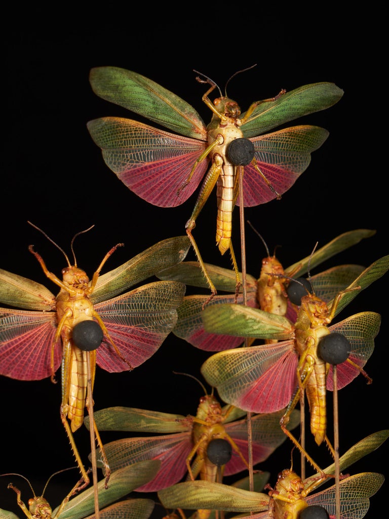 Colourful Insect Composition in Czech Mouth Blown Glass Globe For Sale ...