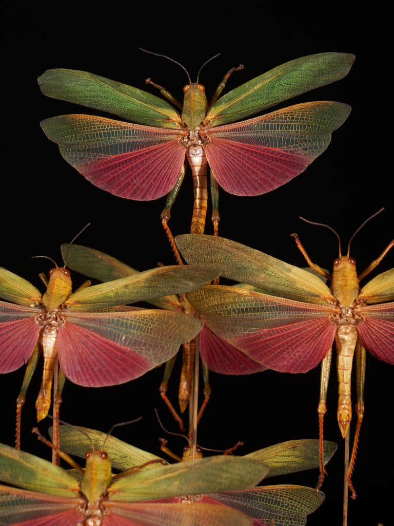 Colourful Insect Composition in Czech Mouth Blown Glass Globe For Sale ...