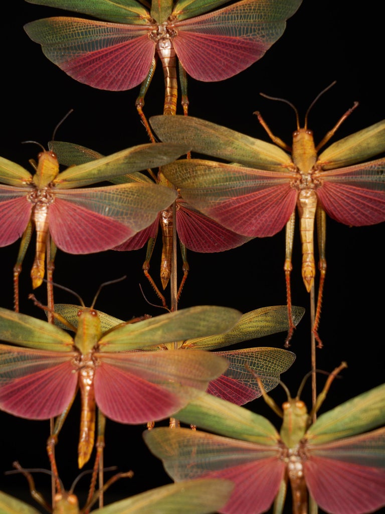 Colourful Insect Composition in Czech Mouth Blown Glass Globe For Sale ...