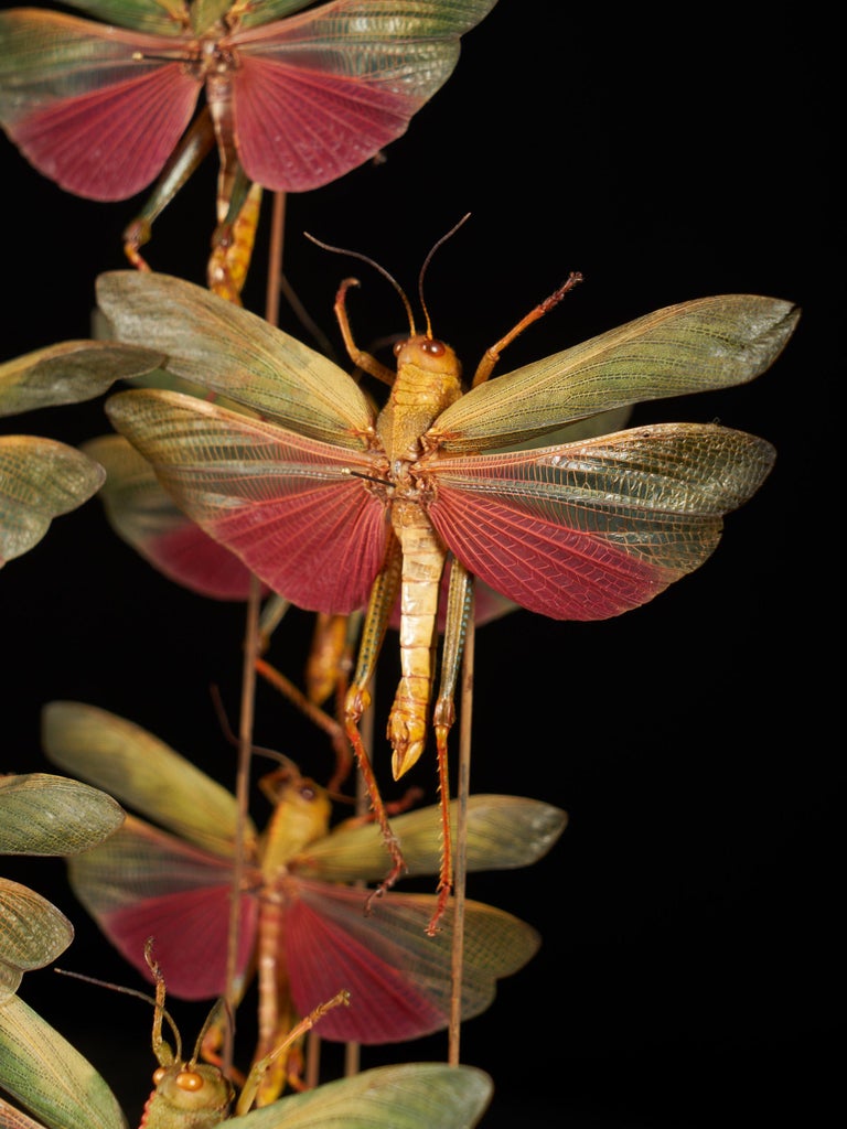 Colourful Insect Composition in Czech Mouth Blown Glass Globe For Sale ...
