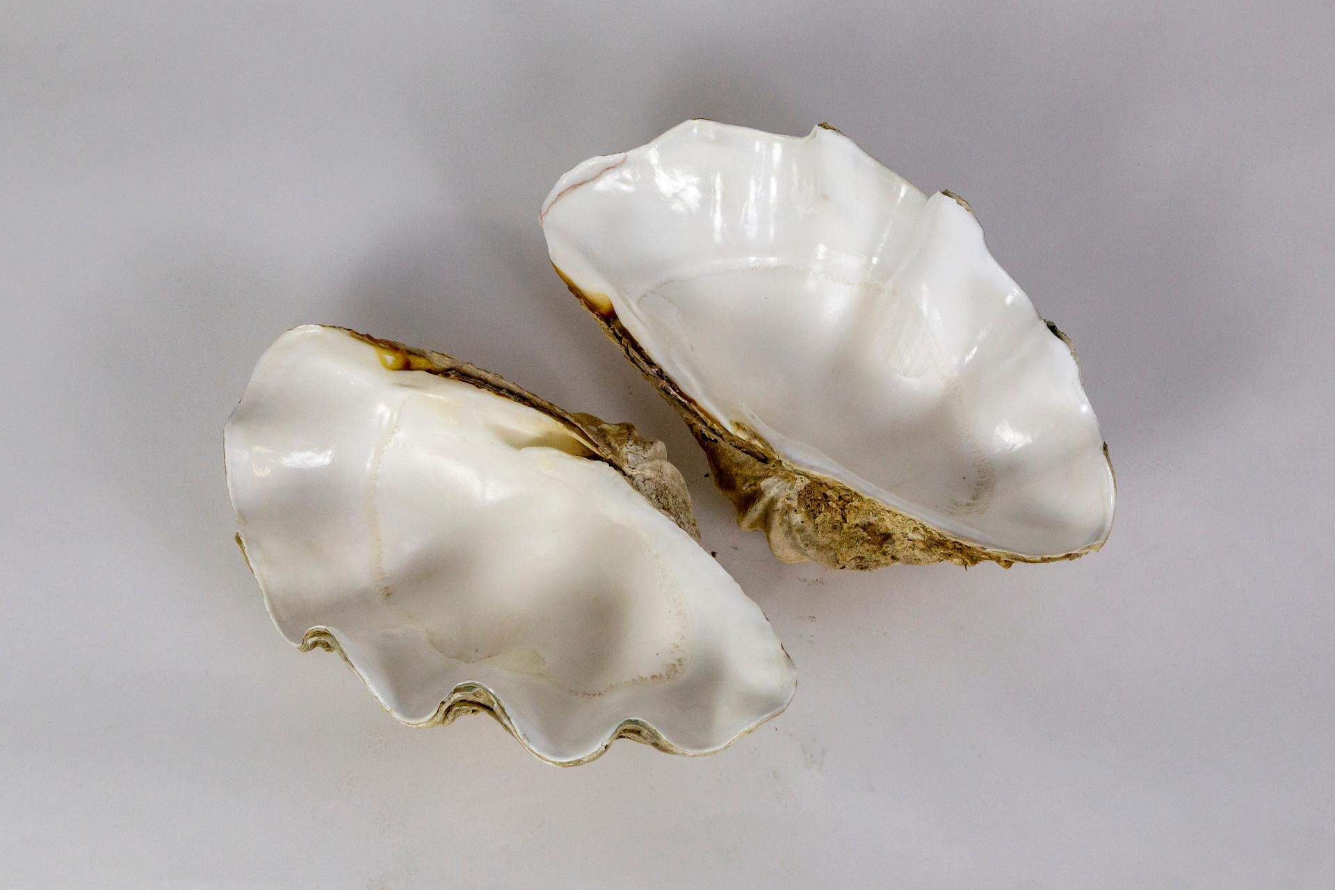Complete Giant Clam Shell Specimen Tridacna at 1stDibs