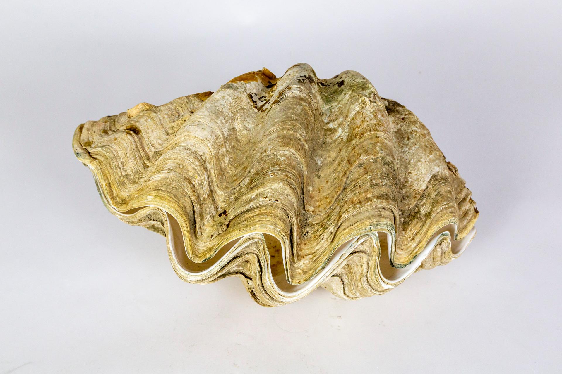 Complete Giant Clam Shell Specimen Tridacna at 1stDibs