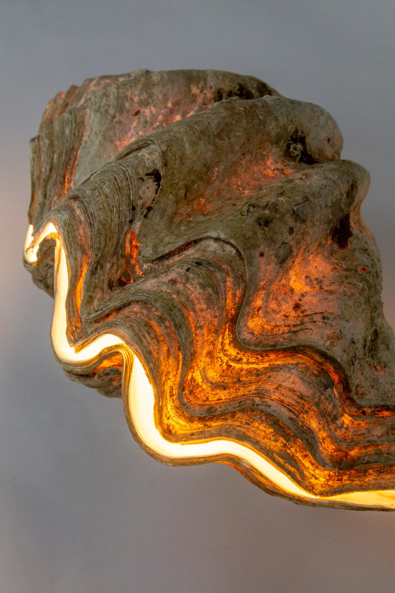 Complete Giant Clam Shell Specimen Tridacna at 1stDibs