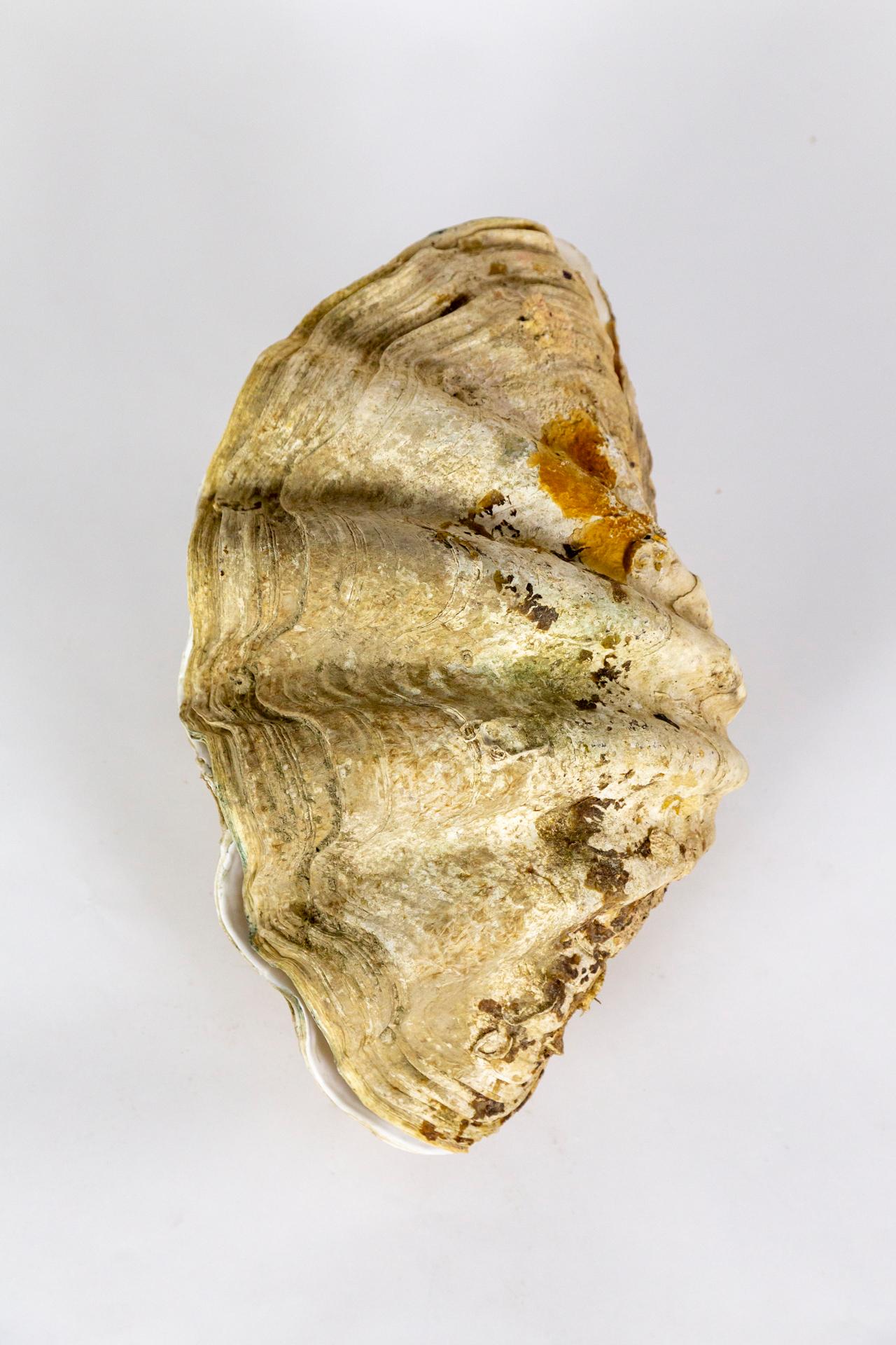 Complete Giant Clam Shell Specimen Tridacna at 1stDibs