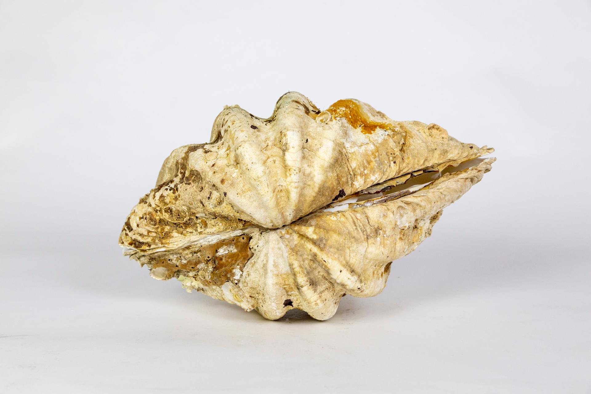 Complete Giant Clam Shell Specimen Tridacna at 1stDibs