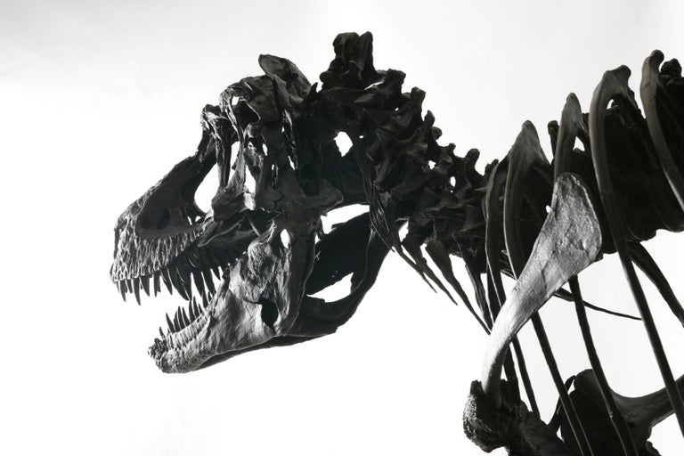 Complete Life-Size Dinosaur (Gorgosaurus) Skeleton Cast For Sale at 1stDibs