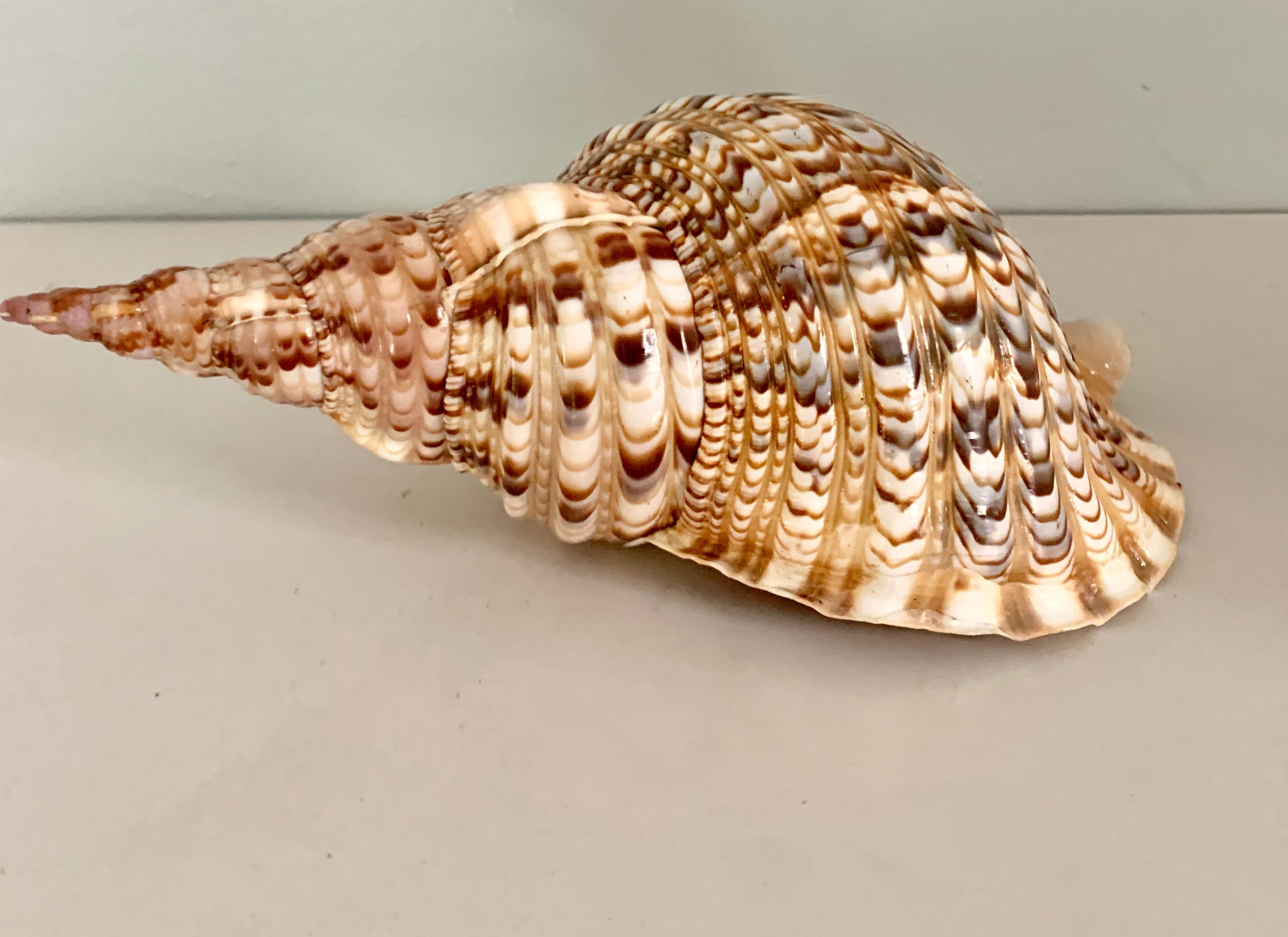 Conch or Auger Shell at 1stDibs | shell auger for sale, 20th conch