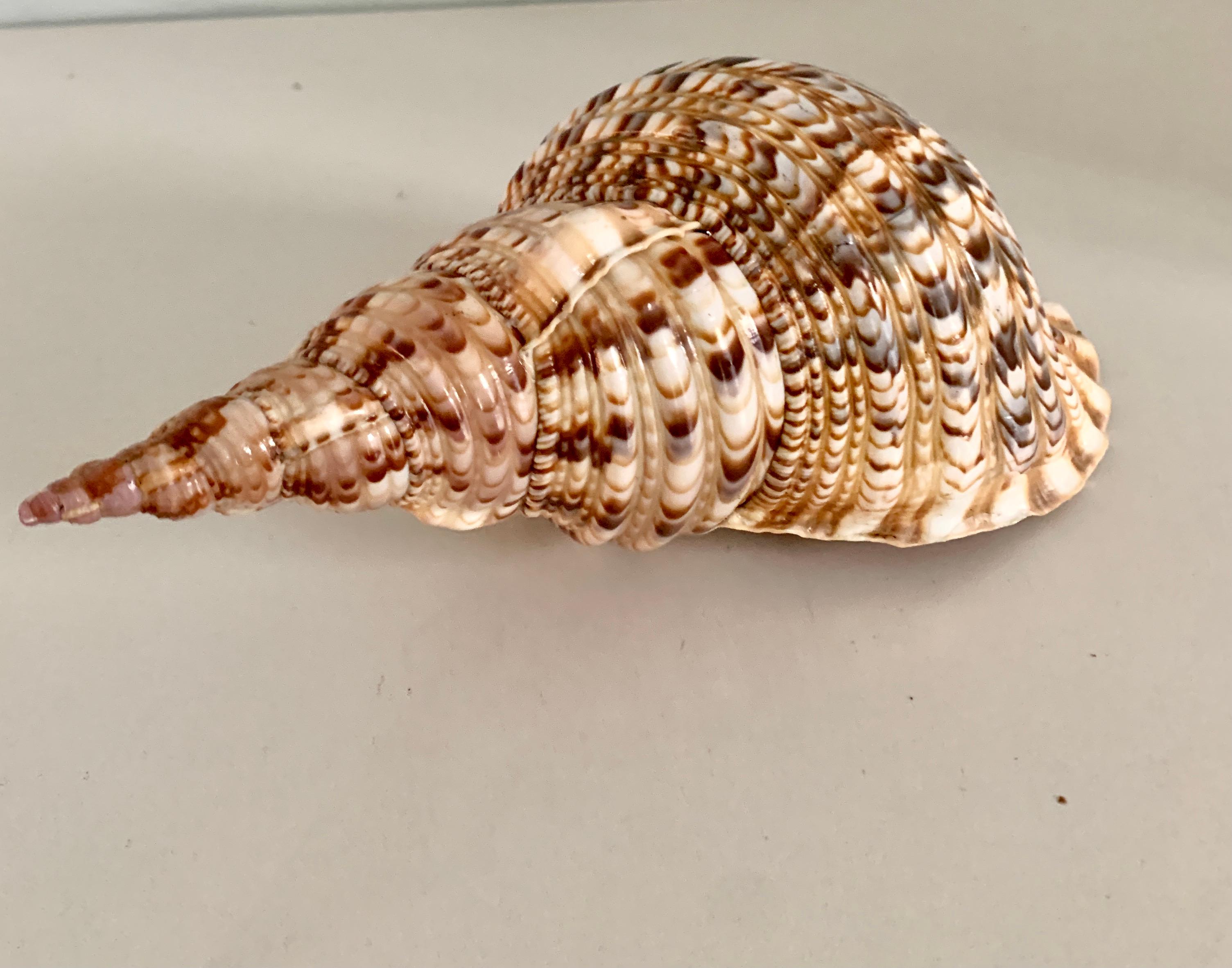 Conch or Auger Shell at 1stDibs | shell auger for sale, 20th conch
