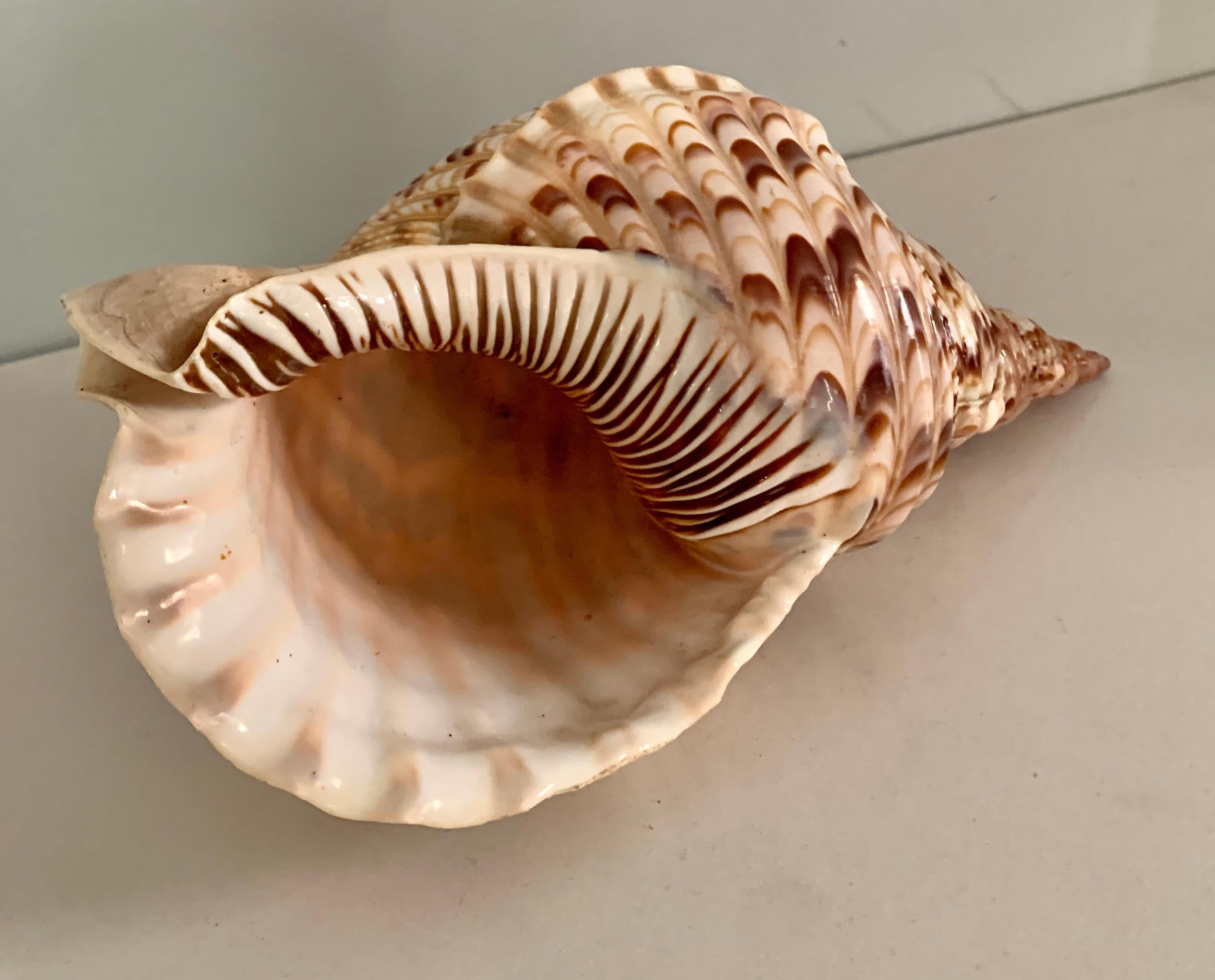Conch or Auger Shell at 1stDibs | shell auger for sale, 20th conch