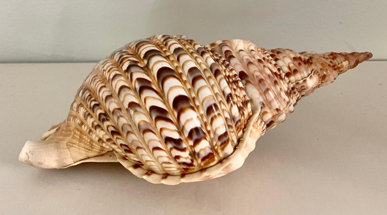 Conch or Auger Shell at 1stDibs