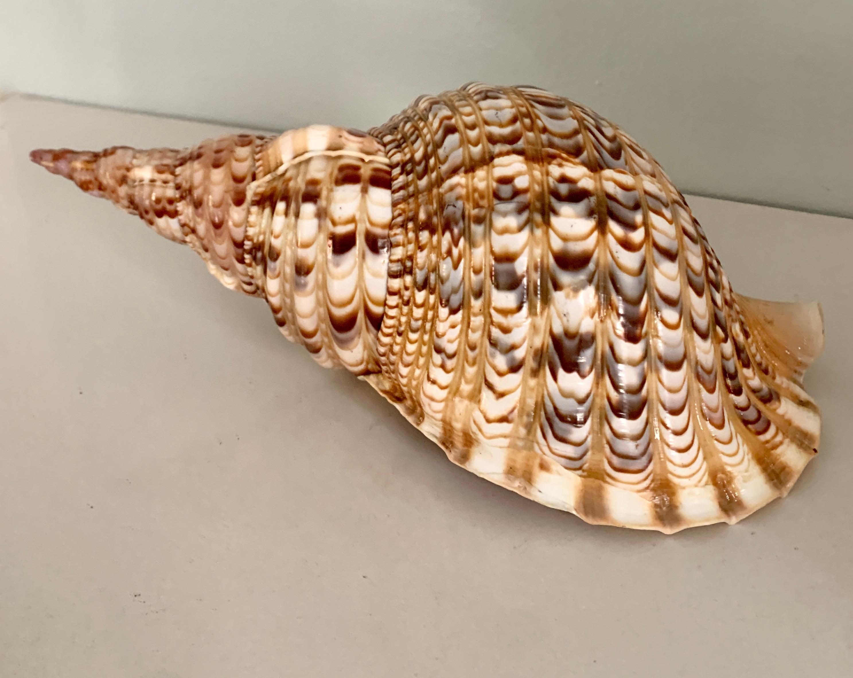 Conch or Auger Shell at 1stDibs | shell auger for sale, 20th conch