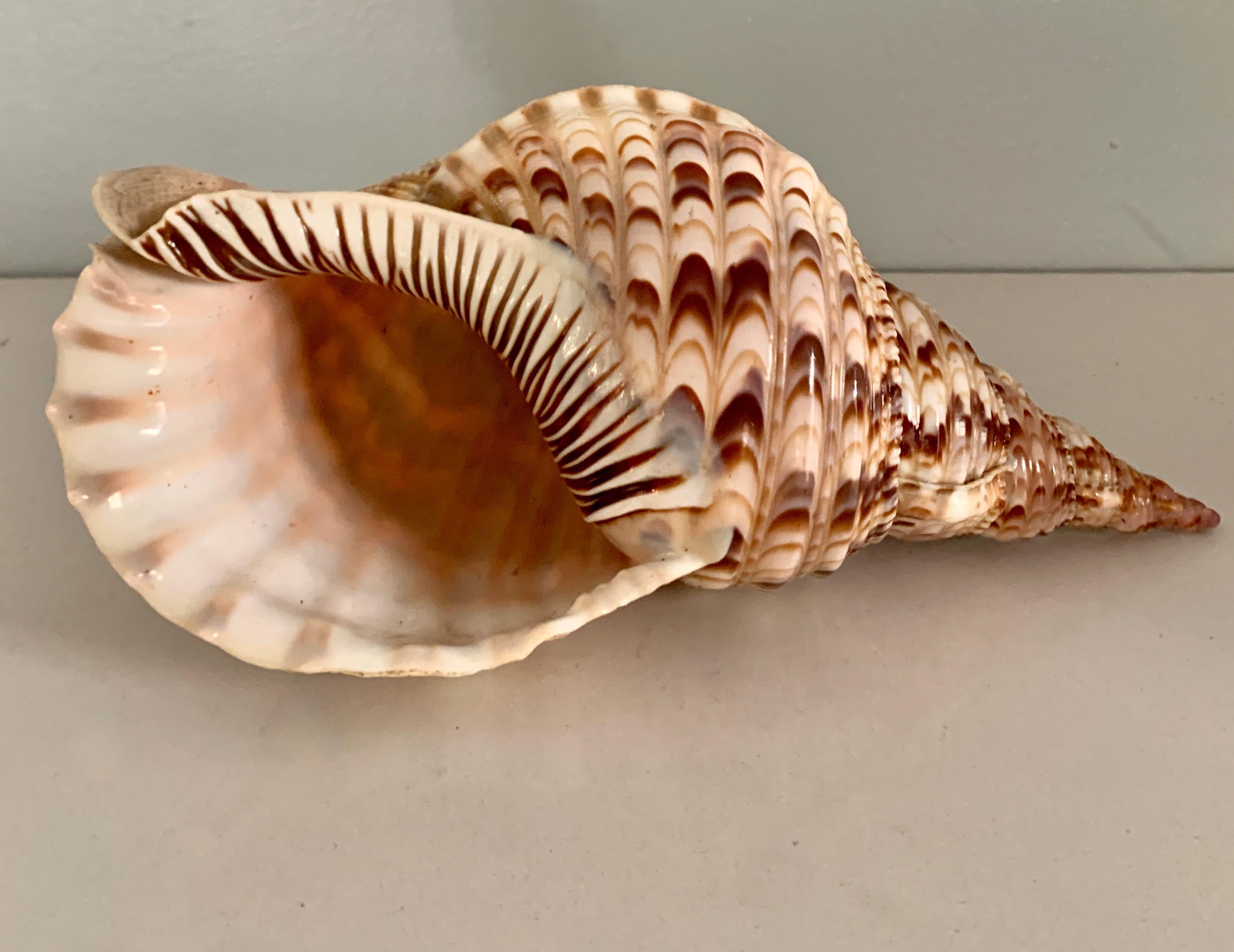 Conch or Auger Shell at 1stDibs | shell auger for sale, 20th conch