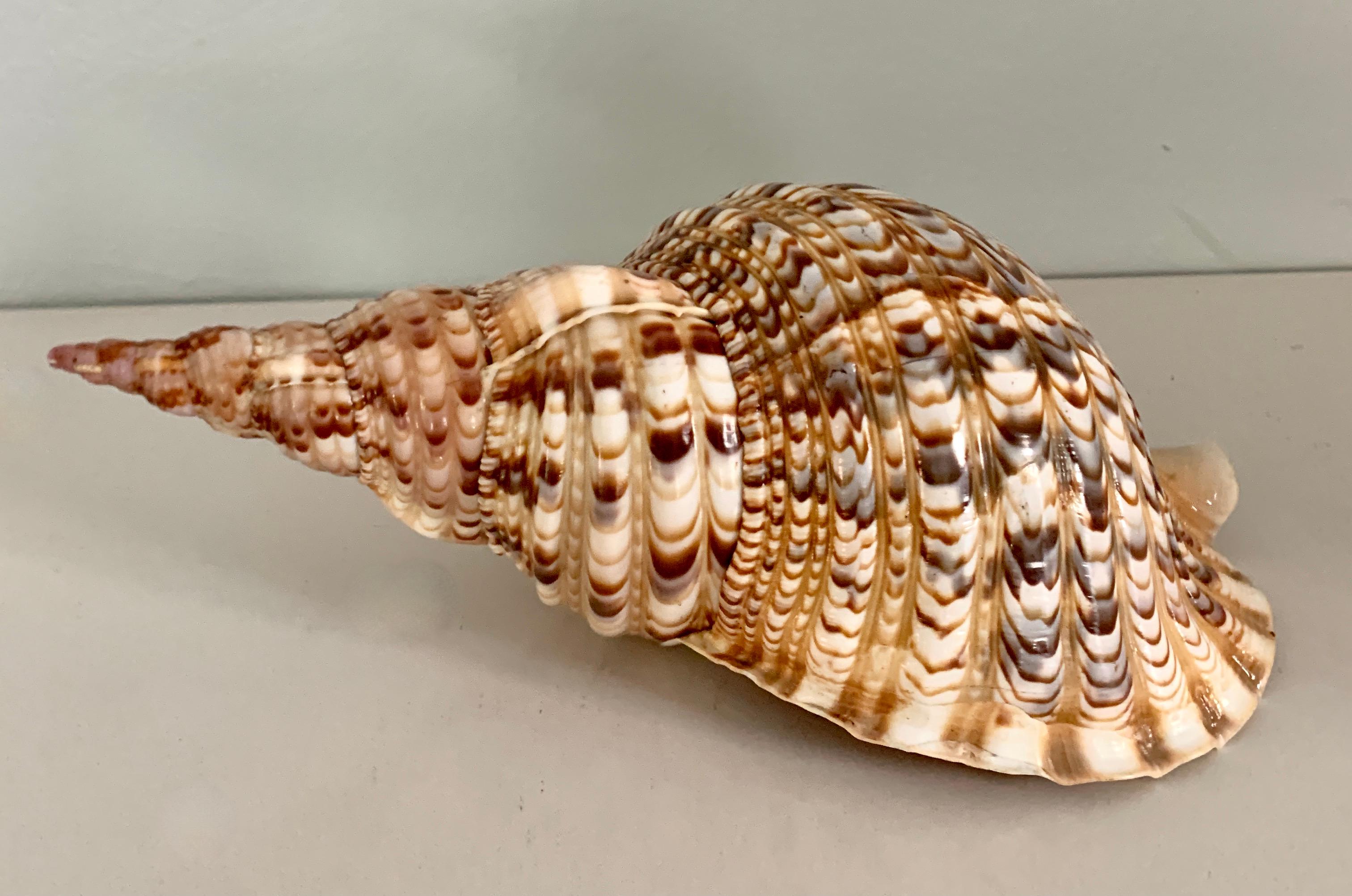 Conch or Auger Shell at 1stDibs | shell auger for sale, 20th conch