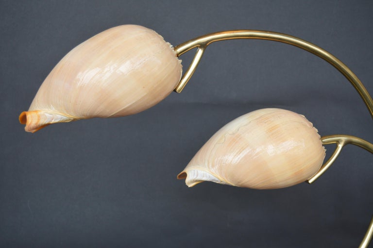 Conch Shell Table Lamp For Sale at 1stDibs