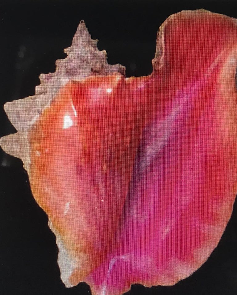 SYLVIA GOTTWALD, Conch /Spondylus Pink /Orange Shell Pendant/Necklace ...