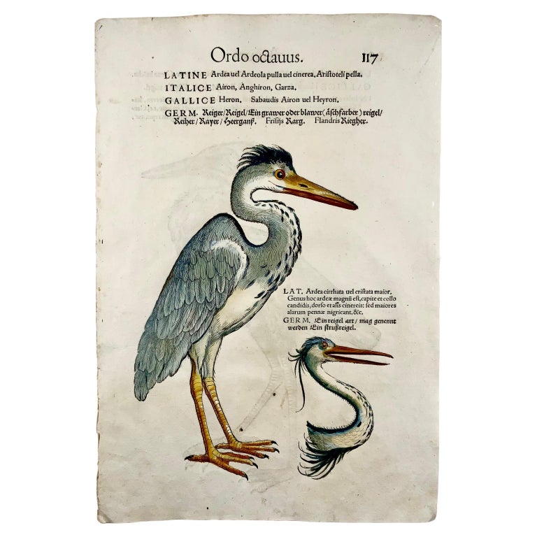 Conrad Gesner, Grey Heron, White Heron, Ornithology, Folio with 3 ...