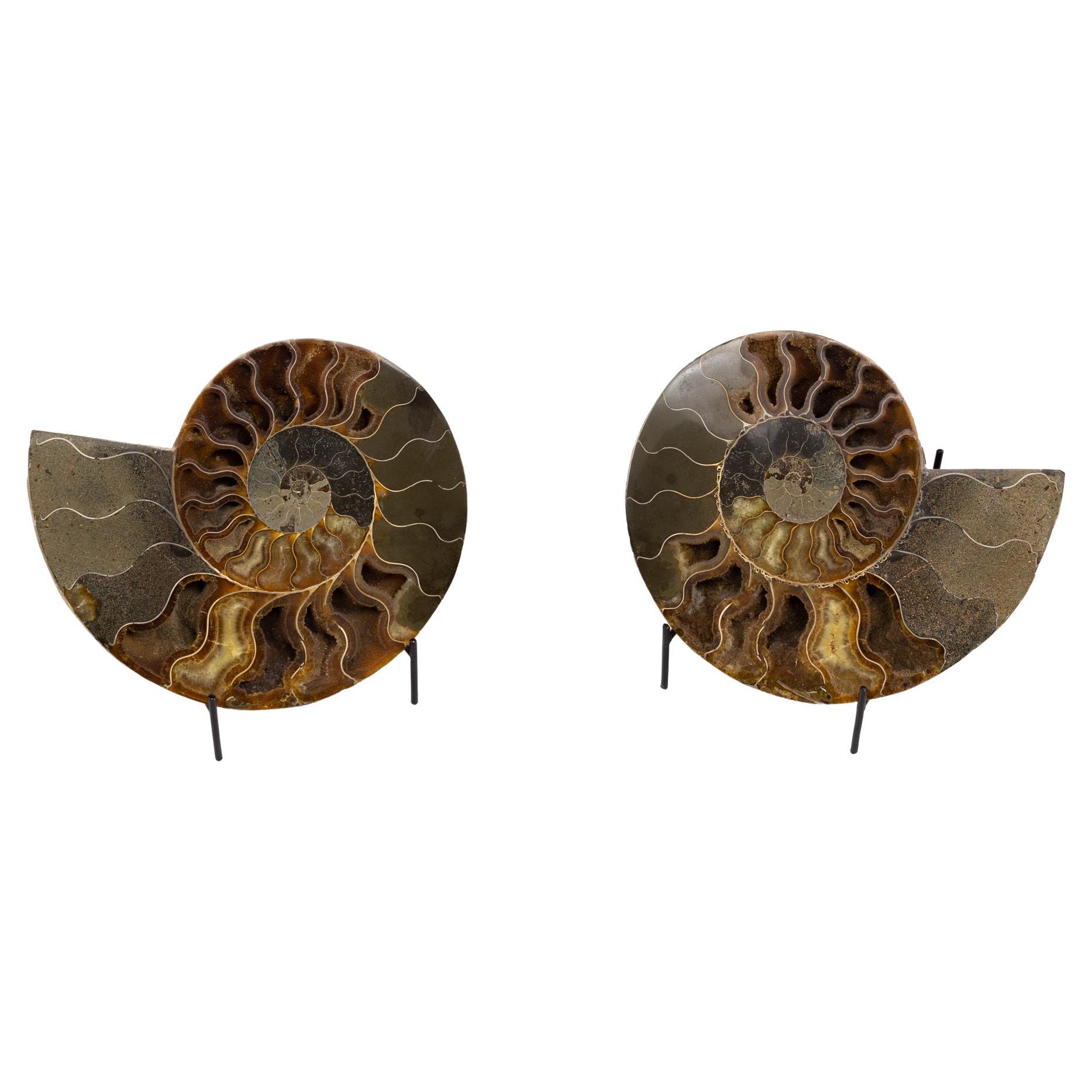 Pair of Ammonites, Ammonite Fossil at 1stDibs