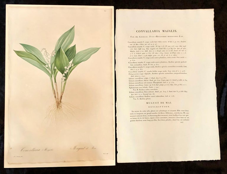 Convallaria Majalis Print Hand Colored Engraving Signed P.J. Redoute ...