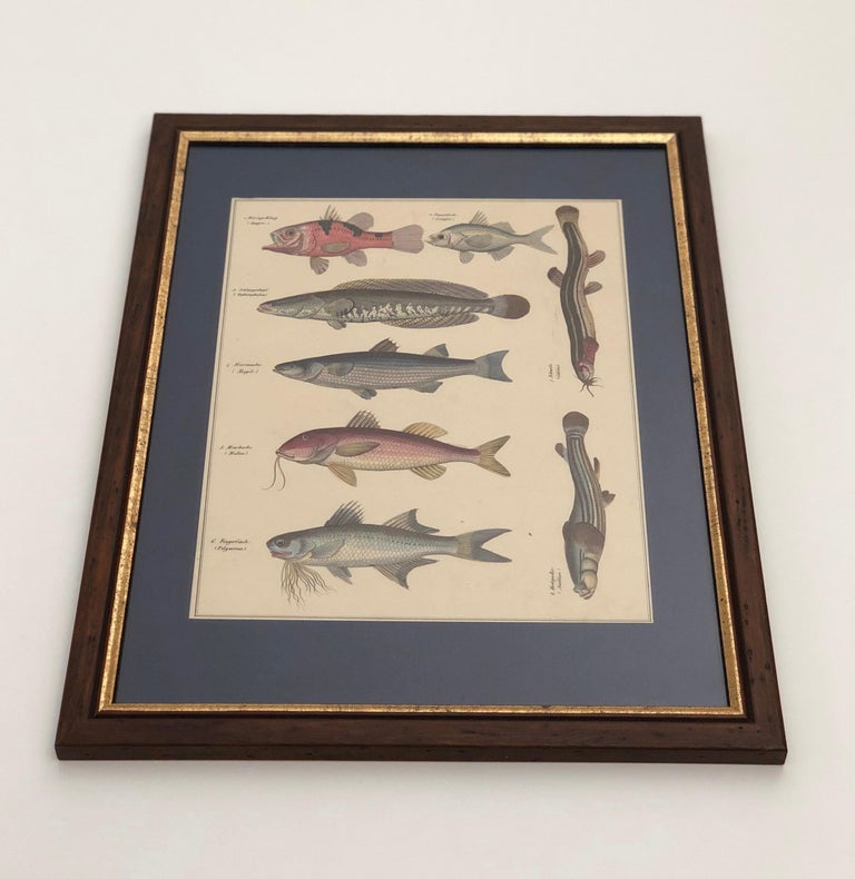Convolute of 6 Lithographs, Hand Coloured, 1843 Lorenz Oken, Natural ...