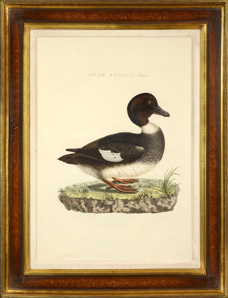 Cornelius Nozeman and Jan Christian Sepp - NOZEMAN and SEPP. A Pair of ...