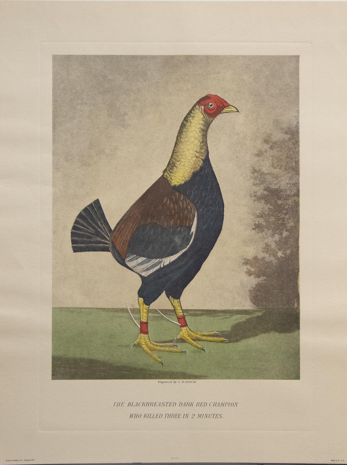 Tim Yanke - "Dragonfly" Signed, Limited Edition Holographic Print For ...