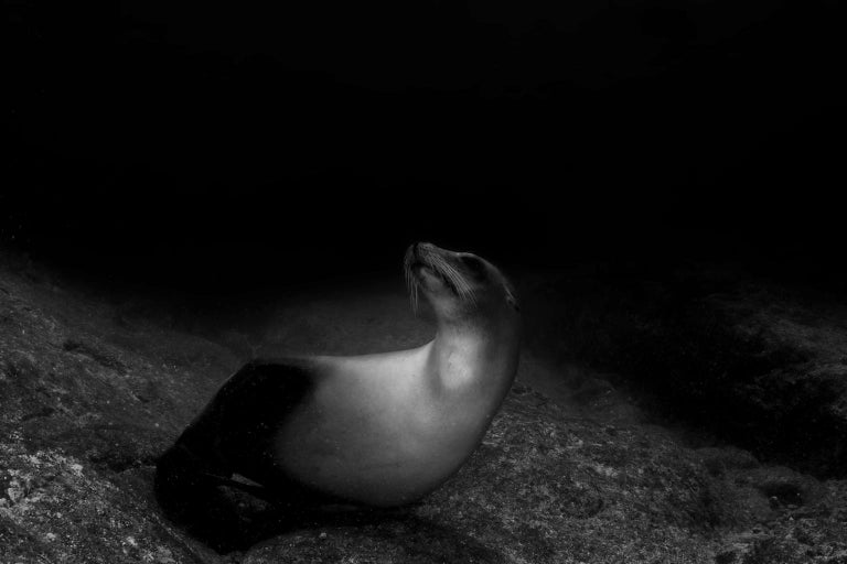 Cristina Mittermeier - Diva For Sale at 1stDibs