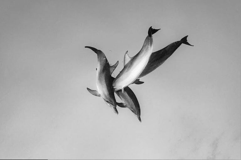 Cristina Mittermeier - Secretes For Sale at 1stDibs