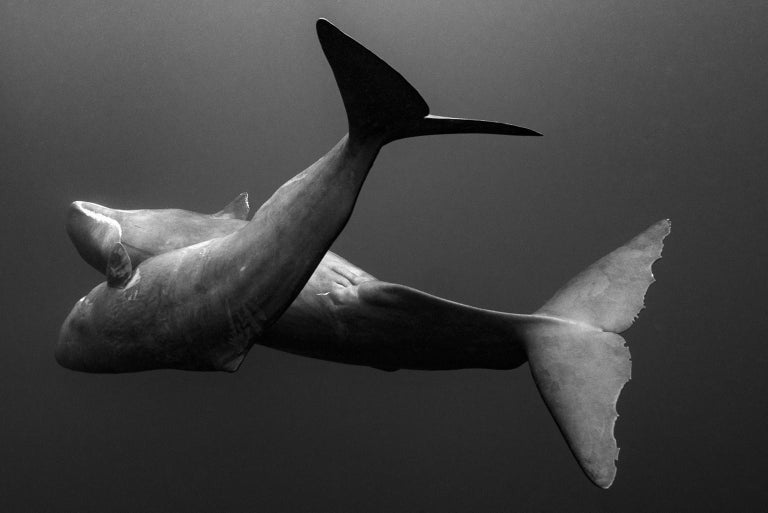 Cristina Mittermeier - Unbreakable Bond For Sale at 1stDibs