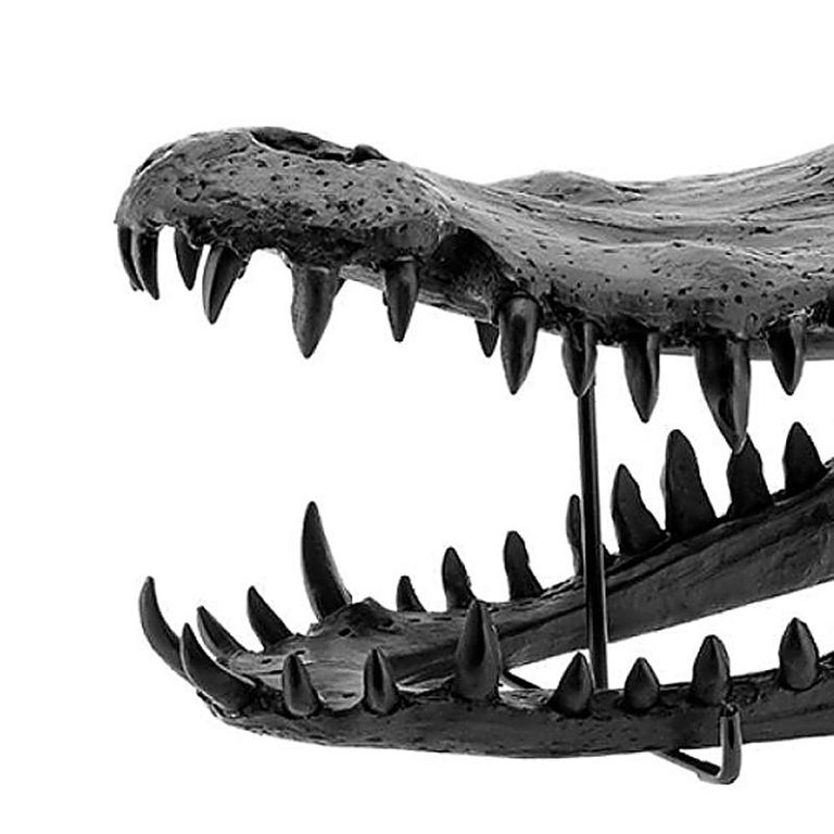 Croco Skull Sculpture in Black Finish at 1stDibs